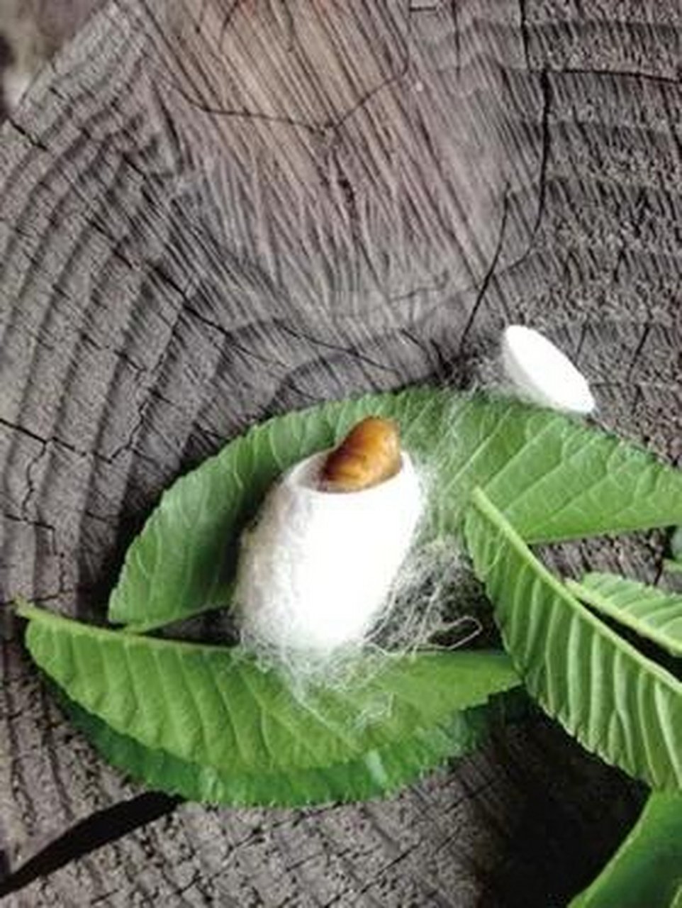 How is Silk Produced? Step-by-Step Guide from Cocoon to Fabric