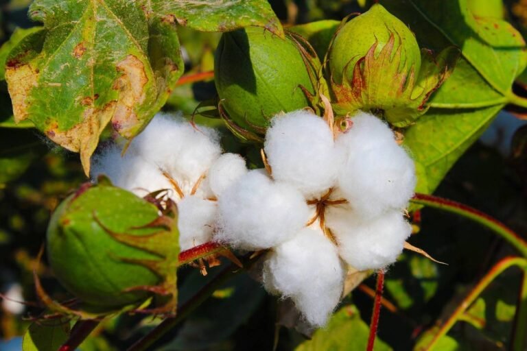 Where Is 100% Cotton Fabric Made? Discover the Global Leaders in Cotton ...