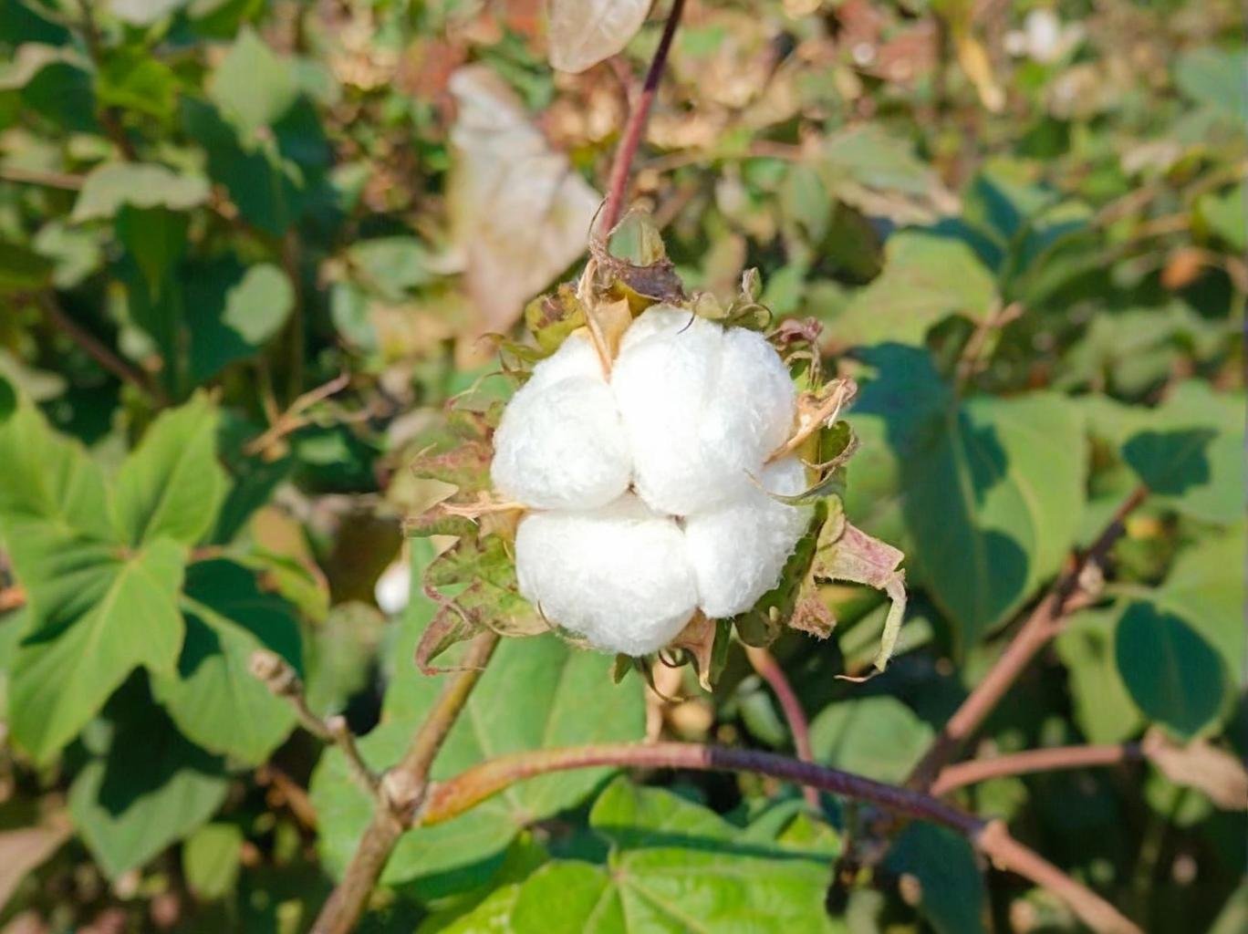 Top 10 Types of Cotton for Textile Manufacturing