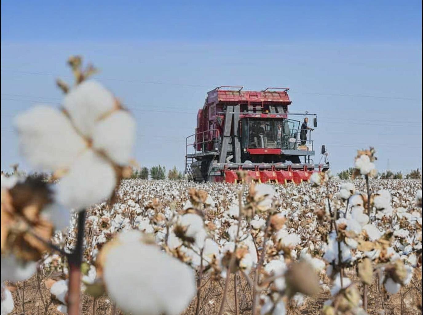 How to Import Cotton Cloth from Asia | Compliance & Logistics