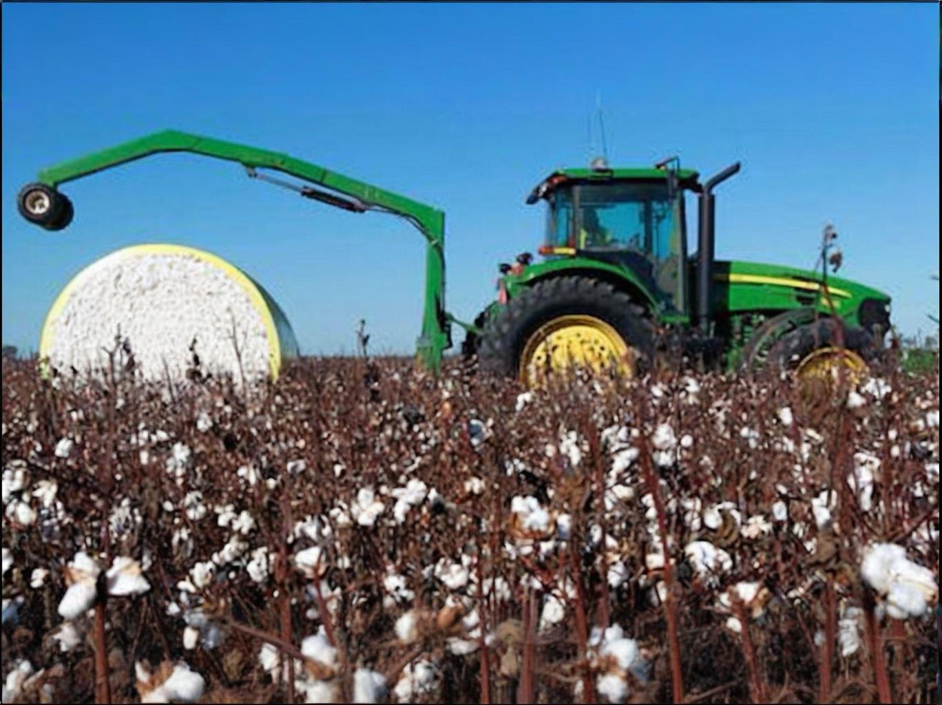 The Future of the Cotton Industry: Trends, Challenges & Innovations