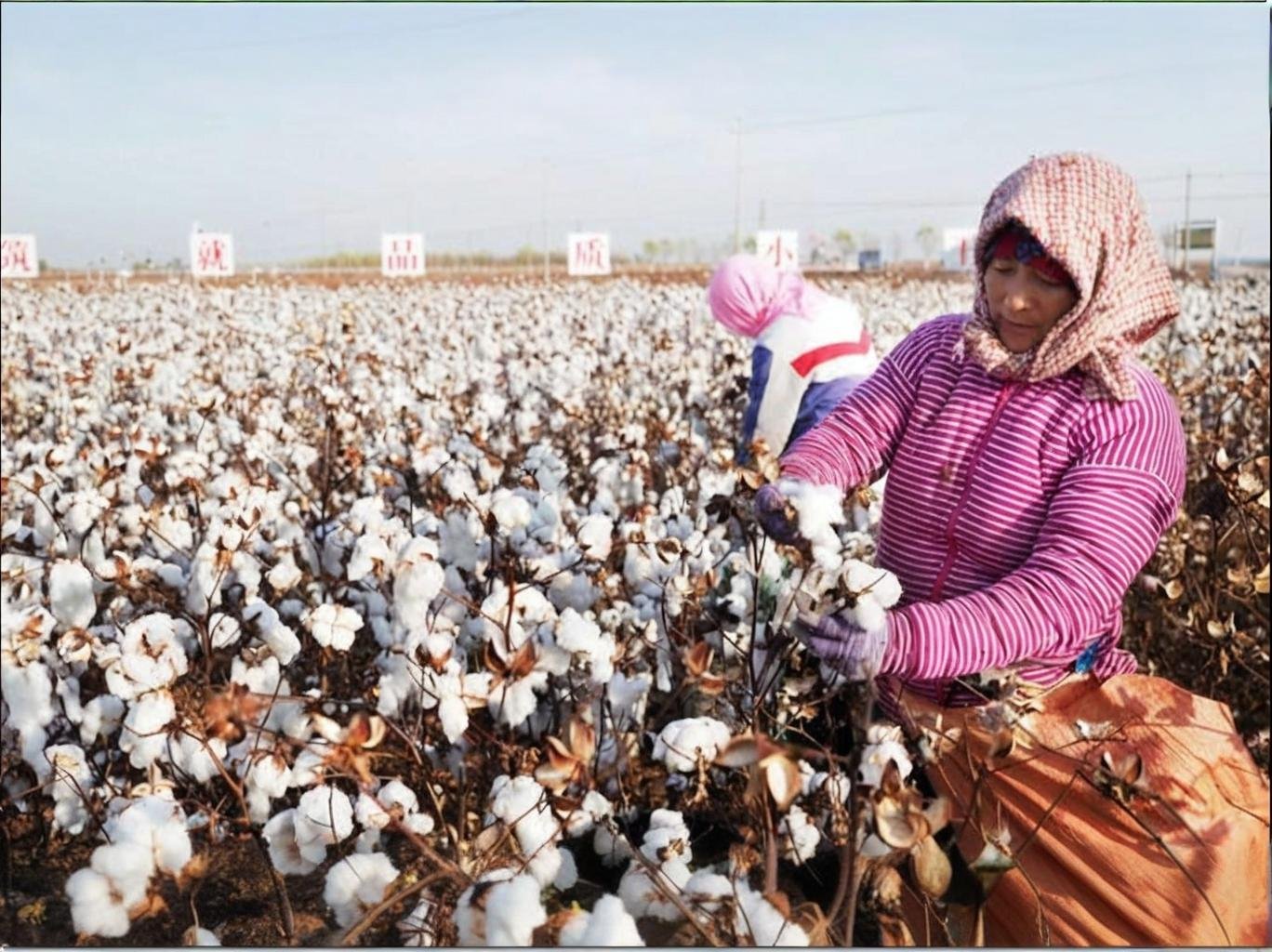 What Are the Four Types of Cotton? Key Differences Explained