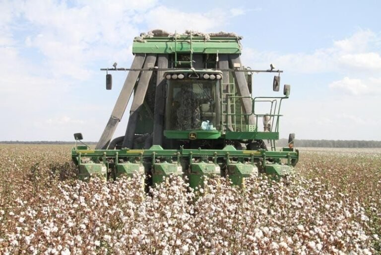 What Is Denim Fabric Made Of? Fibers in Modern Denim